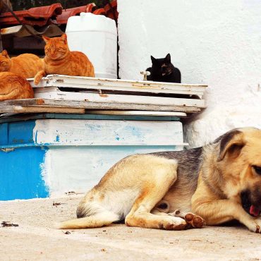 Οργάνωσε τη Δράση σου. Βρες τη Φιλοζωική σου! | filozoikes.gr